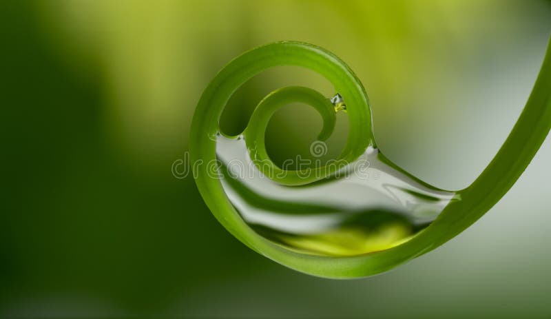 Plant with Dew Drops - Macro Stock Photo - Image of drops, orange ...
