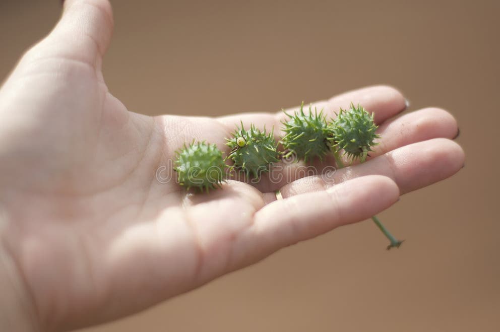 Plant stock image. Image of mamonas, color, travel, amazing - 63557947