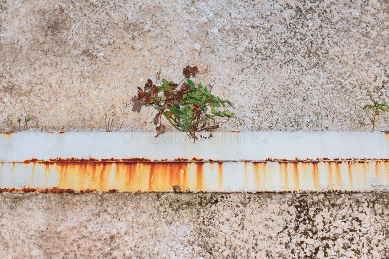 Plant in Difficult Conditions Stock Image - Image of resistant, growing ...