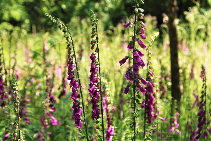 Plant, Digitalis, Flower, Flora Picture. Image: 134931032