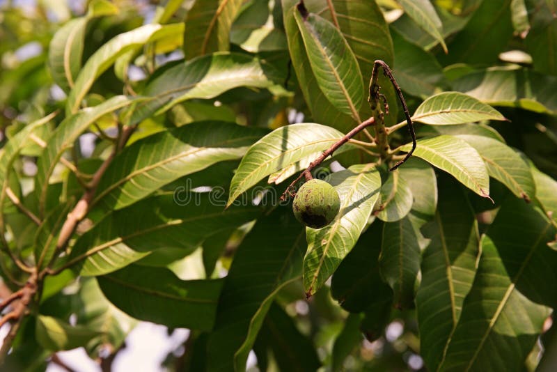 Plant Disease, Anthracnose on Mango Fruit Stock Photo - Image of ...