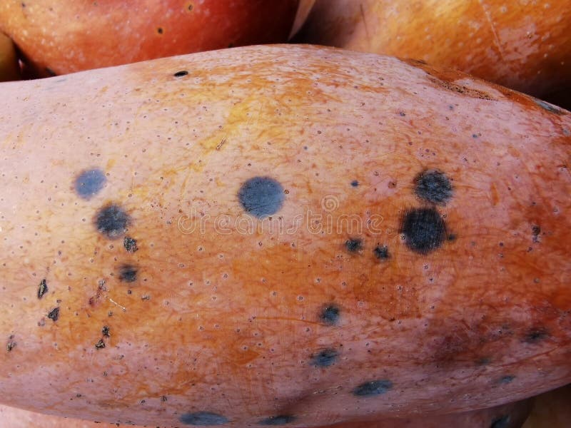 Plant Disease, Anthracnose Symptom on Ripe Mango Stock Image - Image of ...