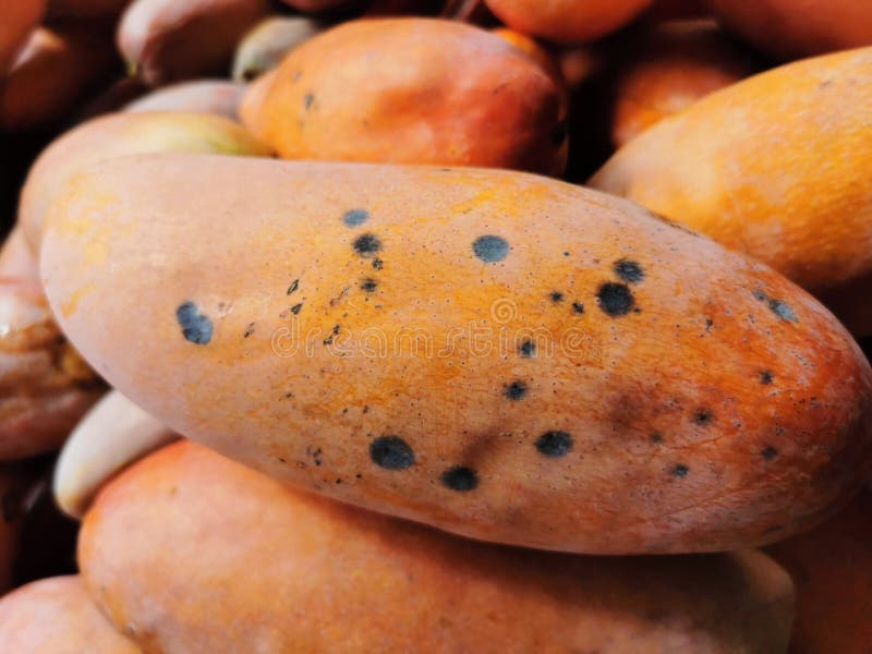 Plant Disease, Anthracnose Symptom on Ripe Mango Stock Photo - Image of ...