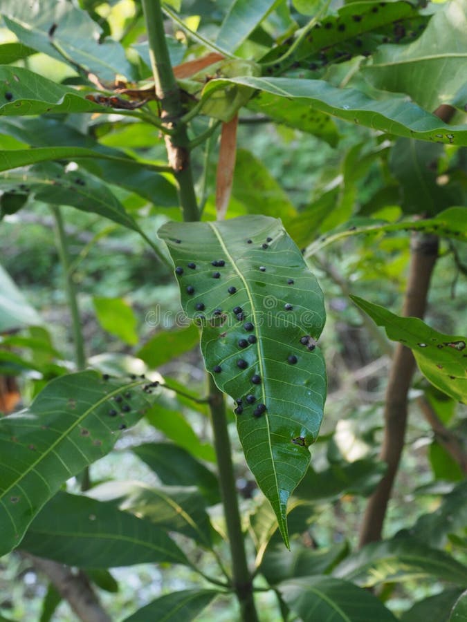 Plant Disease and Aphids, Cicadas Mango Leave Stock Image - Image of ...