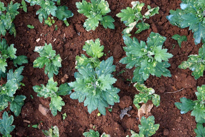 Plant Disease on Chrysanthemum Leaf, White Rust Disease Stock Image ...