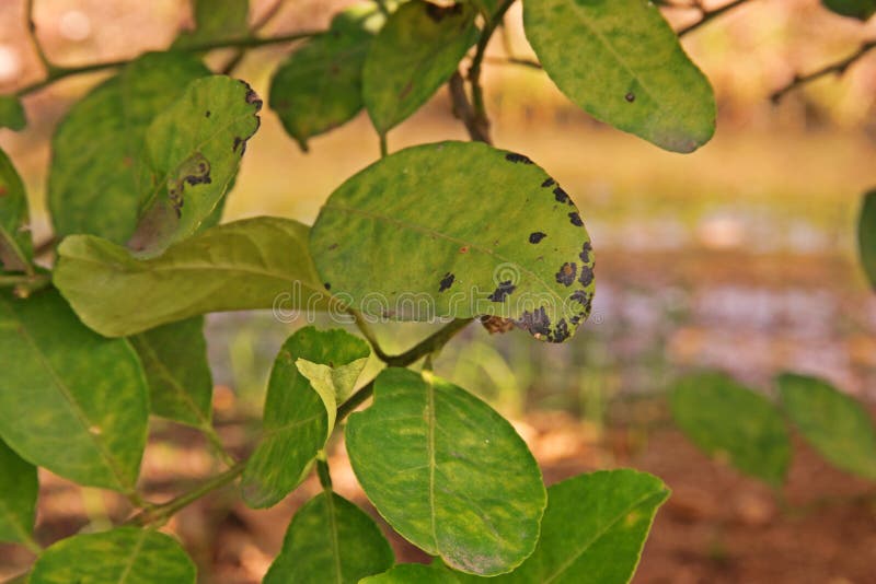 Citrus Melanose Disease on Leaves Stock Photo - Image of background ...