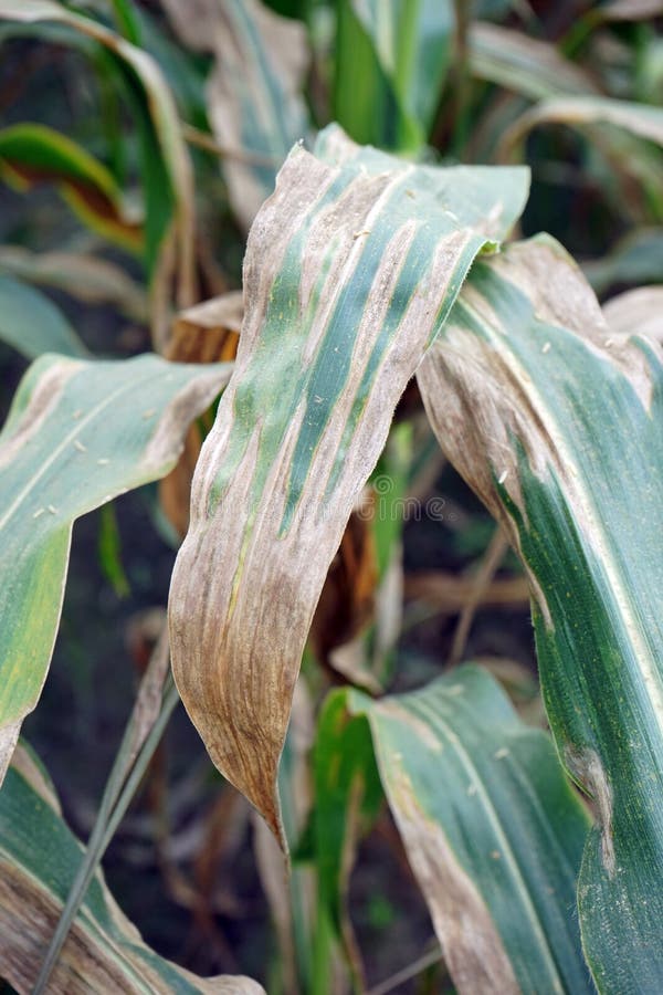 Plant Disease, Corn Leaf Blight from Fungus Stock Image - Image of ...