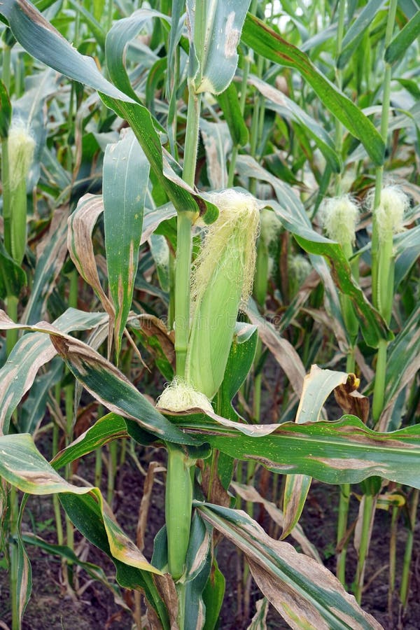 Plant Disease, Corn Leaf Blight from Fungus Stock Photo - Image of ...