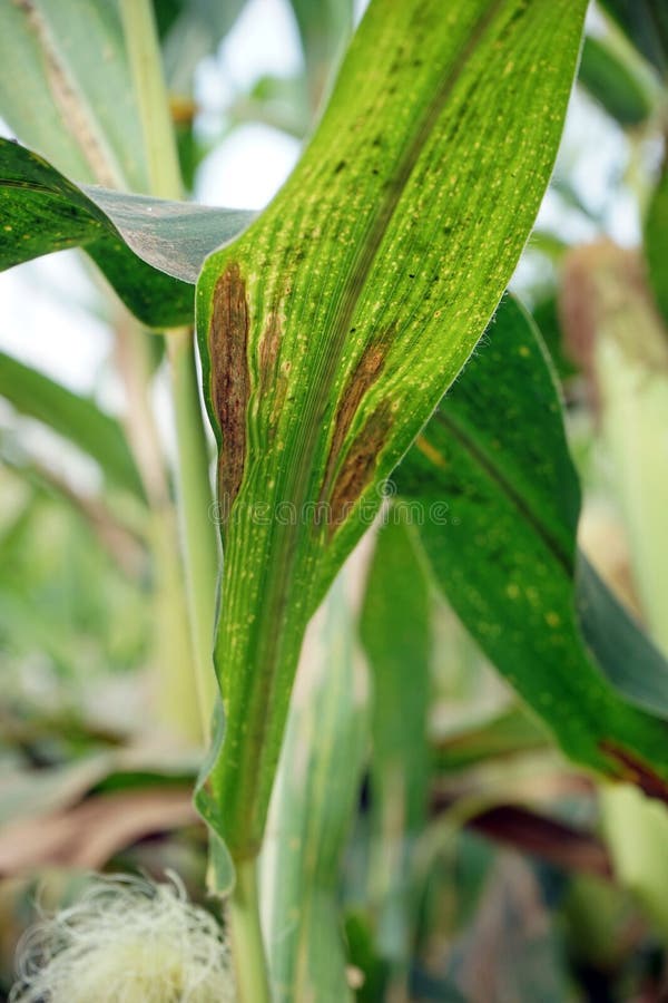 Plant Disease, Corn Leaf Blight from Fungus Stock Image - Image of ...