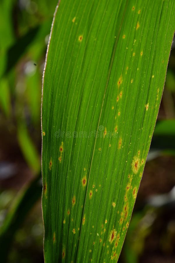 Plant disease on corn leaf stock image. Image of background - 233261519