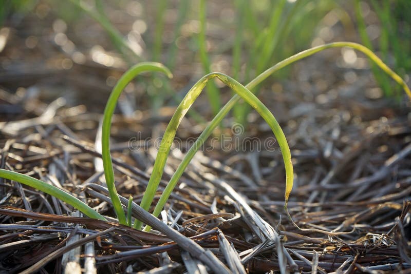 Plant Disease, Garlc Leaf Disease Stock Image - Image of seasonal ...