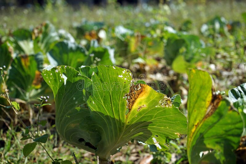 Plant Disease, Leaf Blight on Vegetable Leaf Stock Photo - Image of ...