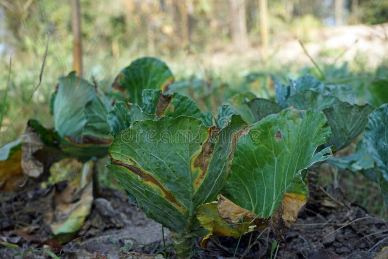 Plant Disease, Leaf Blight on Vegetable Leaf Stock Photo - Image of ...