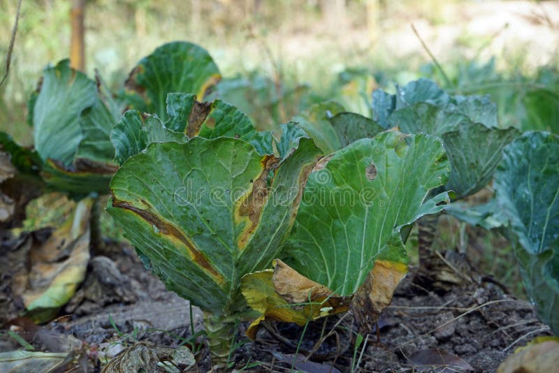 Plant Disease, Leaf Blight on Vegetable Leaf Stock Photo - Image of ...