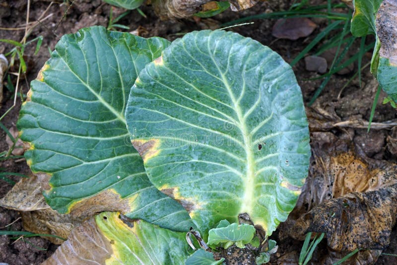 Plant Disease, Leaf Blight on Vegetable Leaf Stock Photo - Image of ...