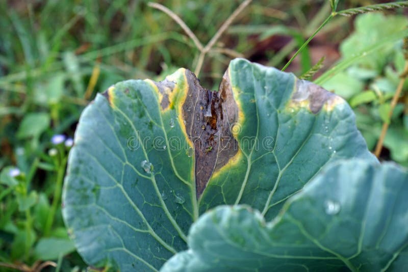 Plant Disease, Leaf Blight on Vegetable Leaf Stock Image - Image of ...