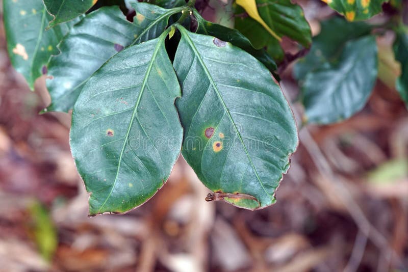 Plant Disease, Leaf Rust on Coffee Stock Image - Image of fungi, leaf ...
