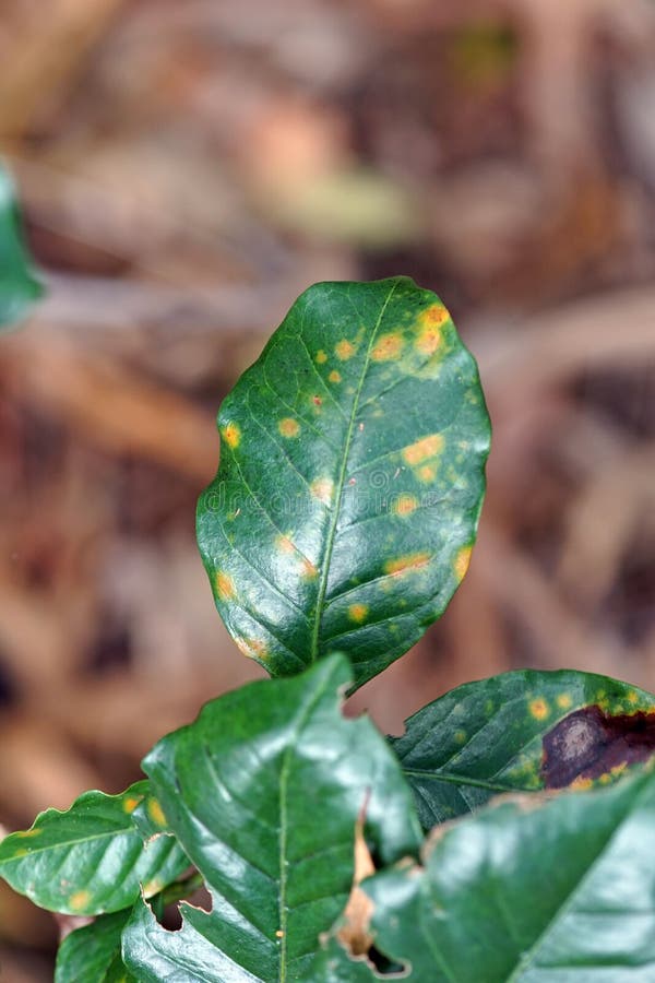 Plant Disease, Leaf Rust on Coffee Stock Photo - Image of diseased ...