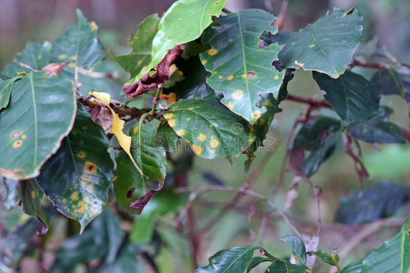 Plant Disease, Leaf Rust on Coffee Stock Photo - Image of diseases ...