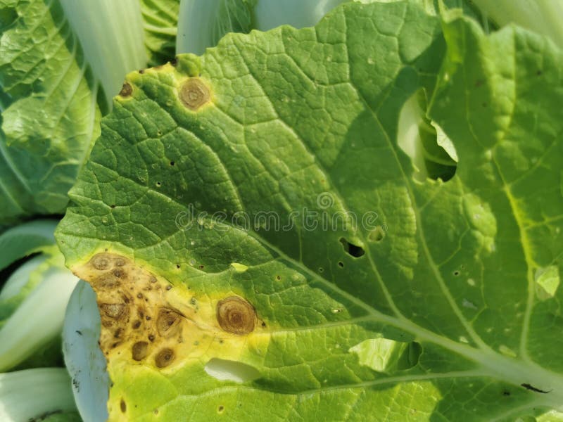 Plant Disease, Leaf Spot on Vegetable Leaf Stock Image - Image of ...