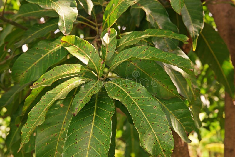 Plant Disease, Mango Leaves Disease Stock Image - Image of green, fruit ...