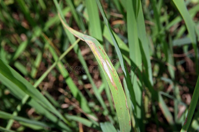 Plant Disease, Rice Leaf Blight Stock Image - Image of grain, fungus ...