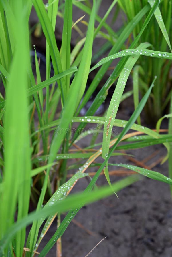 Plant Disease, Rice Leaf Disease from Pathogen Stock Photo - Image of ...