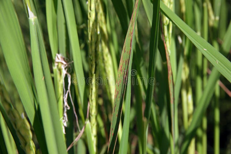 Plant Disease, Rice Leaf Disease Stock Photo - Image of food, nature ...