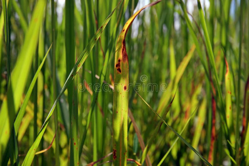 Plant Disease on Sweet Corn, Downy Mildew Stock Image - Image of life ...