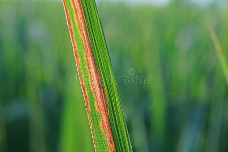 Plant disease on rice stock image. Image of leaf, pathogen - 105425389
