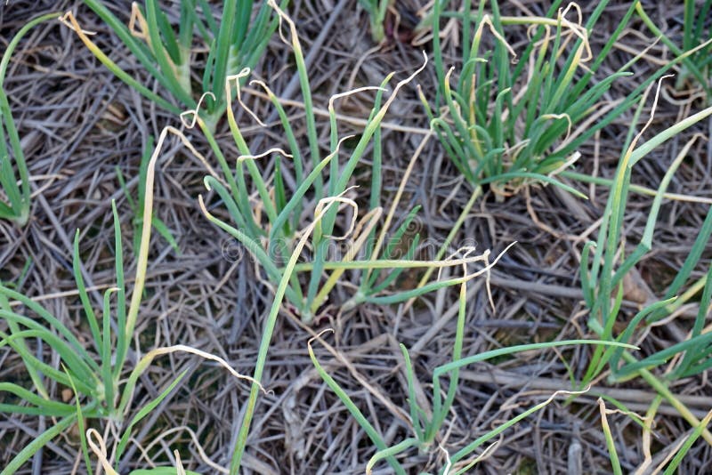 Plant Disease, Shallot Leaf Disease Stock Photo - Image of green, bulb ...