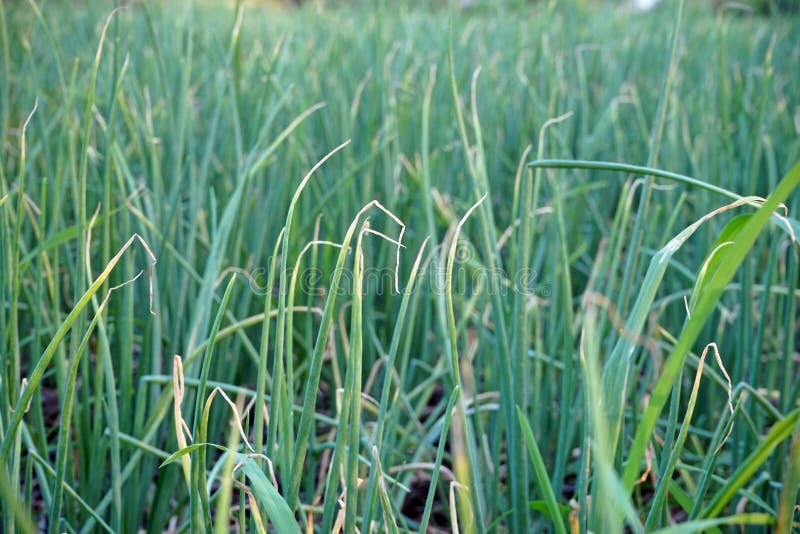 Plant Disease, Shallot Leaf Disease Stock Image - Image of pest, onions ...
