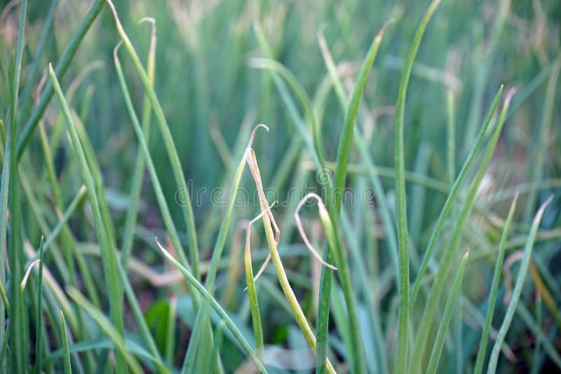Plant Disease, Shallot Leaf Disease Stock Image - Image of seasonal ...