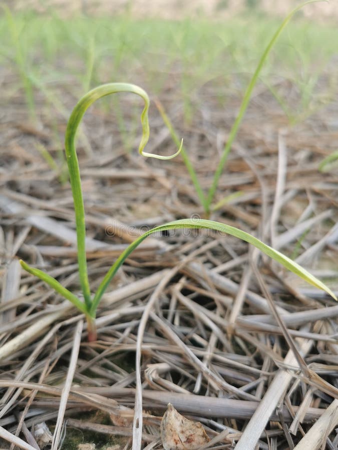 Plant Disease, Shallot Leaf Disease Stock Image - Image of onion, crop ...