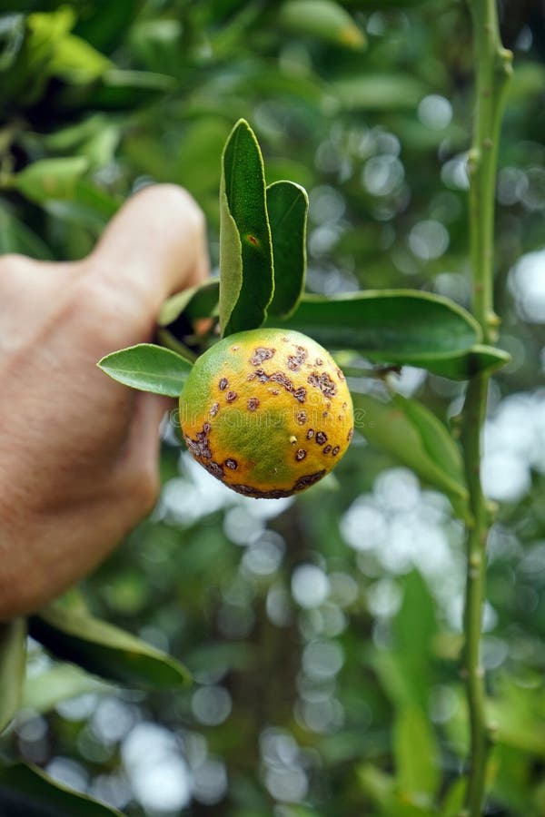 Plant Disease Symptom on Citrus Fruit Stock Photo - Image of flower ...