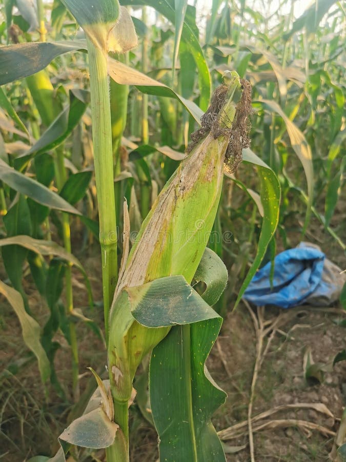 Plant Disease Symptom on Corn Cob Stock Photo - Image of pest ...