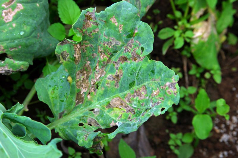 Plant Disease on Vegetable Leaf from Fungi Stock Image - Image of pest ...