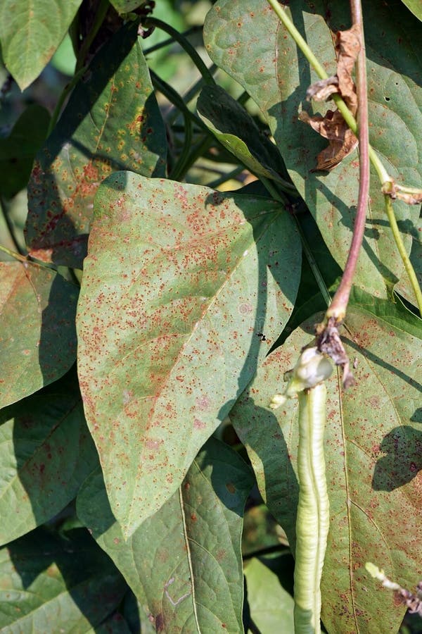 Plant Disease on Yard Long Bean Leaf from Fungi Stock Photo - Image of ...