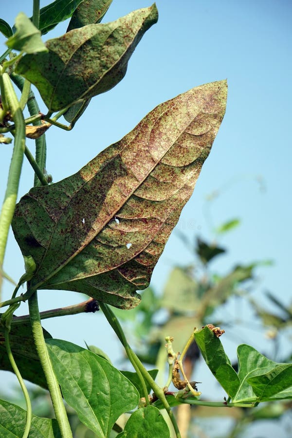 Plant Disease on Yard Long Bean Leaf from Fungi Stock Photo - Image of ...