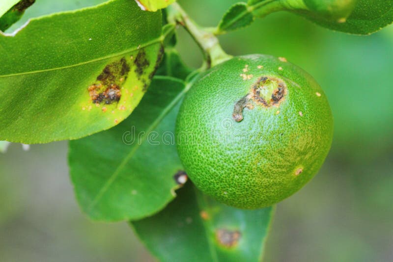 Citrus Tree Diseases Lemon Stock Photos - Free & Royalty-Free Stock ...