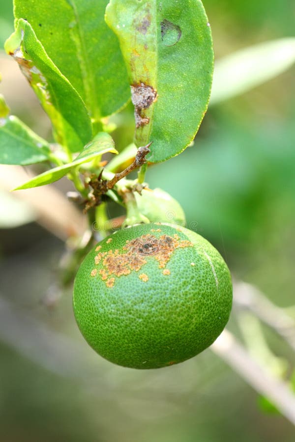 Plant Diseases, Citrus Canker Stock Photo - Image of agriculture ...