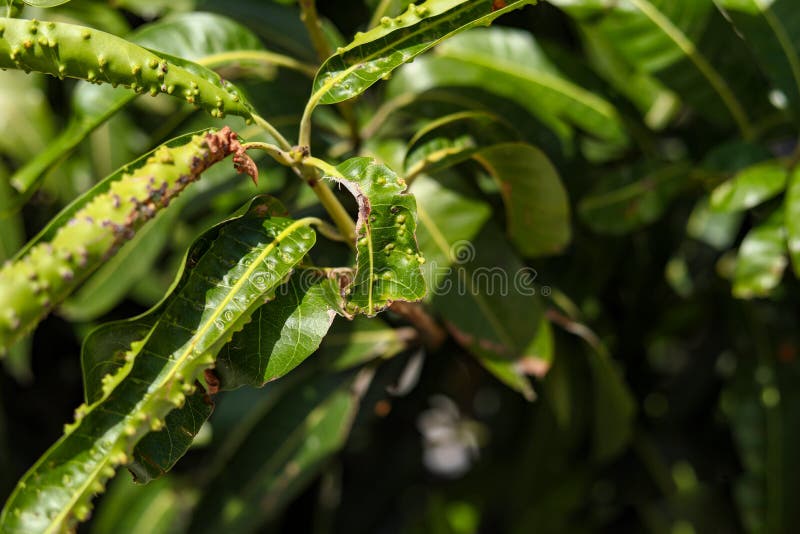 Plant Diseases and Damage. Mango Leaf Stock Photo - Image of garden ...