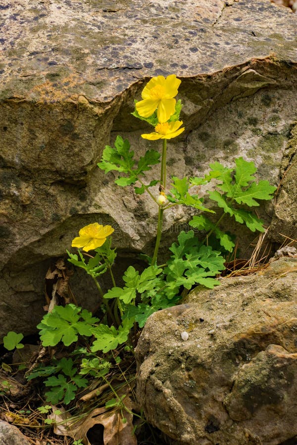 Sundrops or Evening Primrose Wildflowers â€“ Oenothera Fruticosa Stock ...