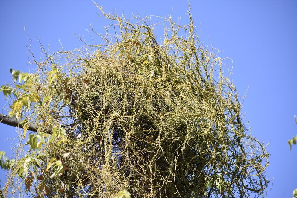 Plant of dodder or Amarbel stock image. Image of amarbe - 223940977
