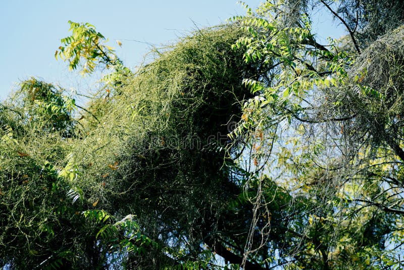 Plant of dodder or Amarbel stock image. Image of amarlata - 223941037
