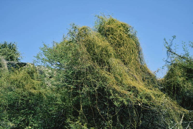 Plant of dodder or Amarbel stock photo. Image of outdoor - 223940020