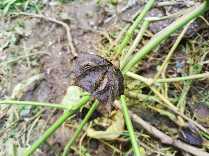 Plant with dried brown pod stock photo. Image of fruits - 343039368