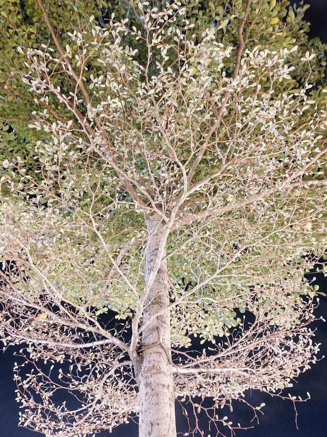 Plant Dried Leaves Tree Twig Stock Photo - Image of tree, leaves: 294403508