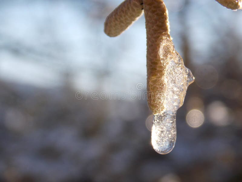 Plant and drop on ice stock photo. Image of snow, twig - 107460628