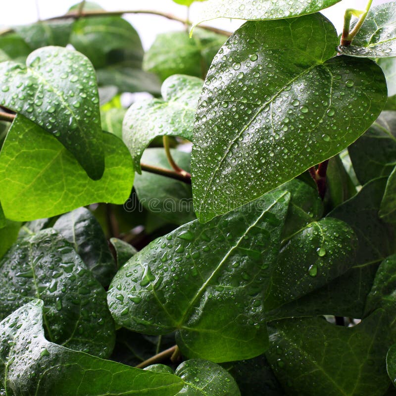 Plant in the Drops. Plant Leaves Stock Image - Image of design ...